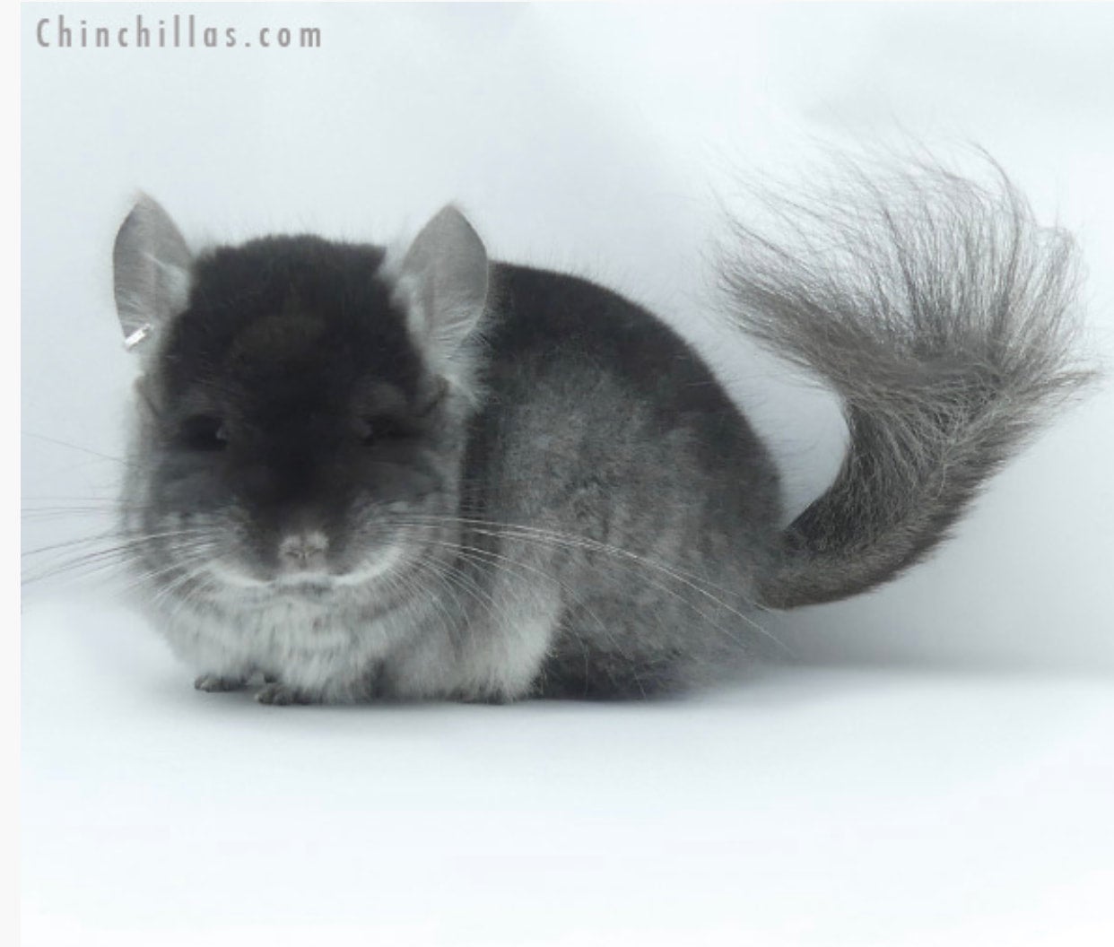 Royal Persian Angora Chinchilla